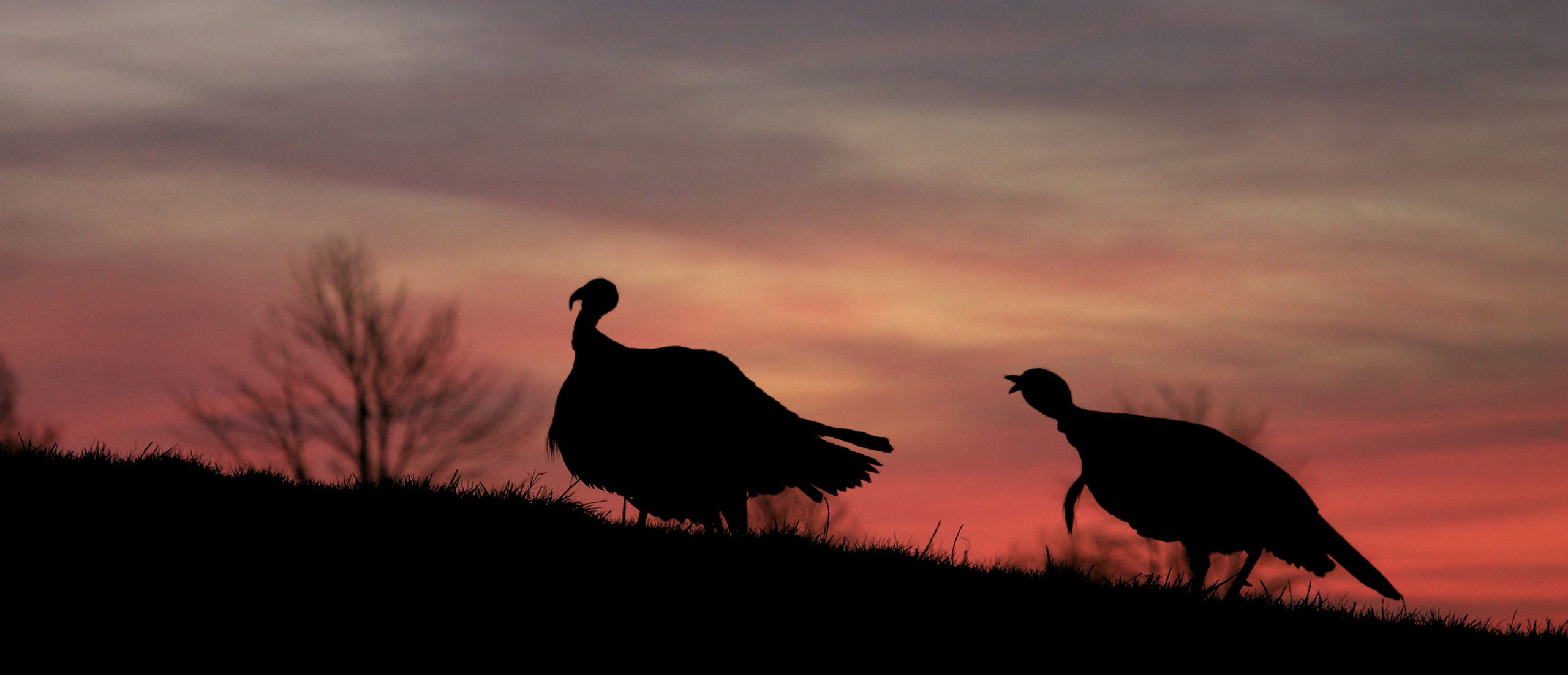 NWTF Recognized for 50 Years by Virginia House of Delegates - The ...