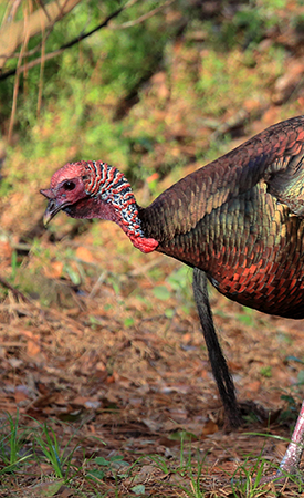 Conservation Powerhouse: Florida’s Wild Turkey Cost-Share Program - The ...