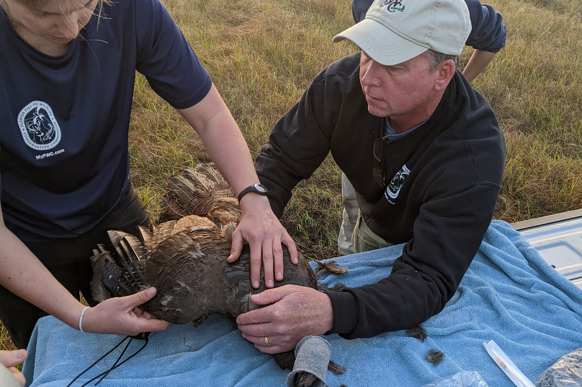 New Wild Turkey Research in Osceola Country - The National Wild Turkey ...