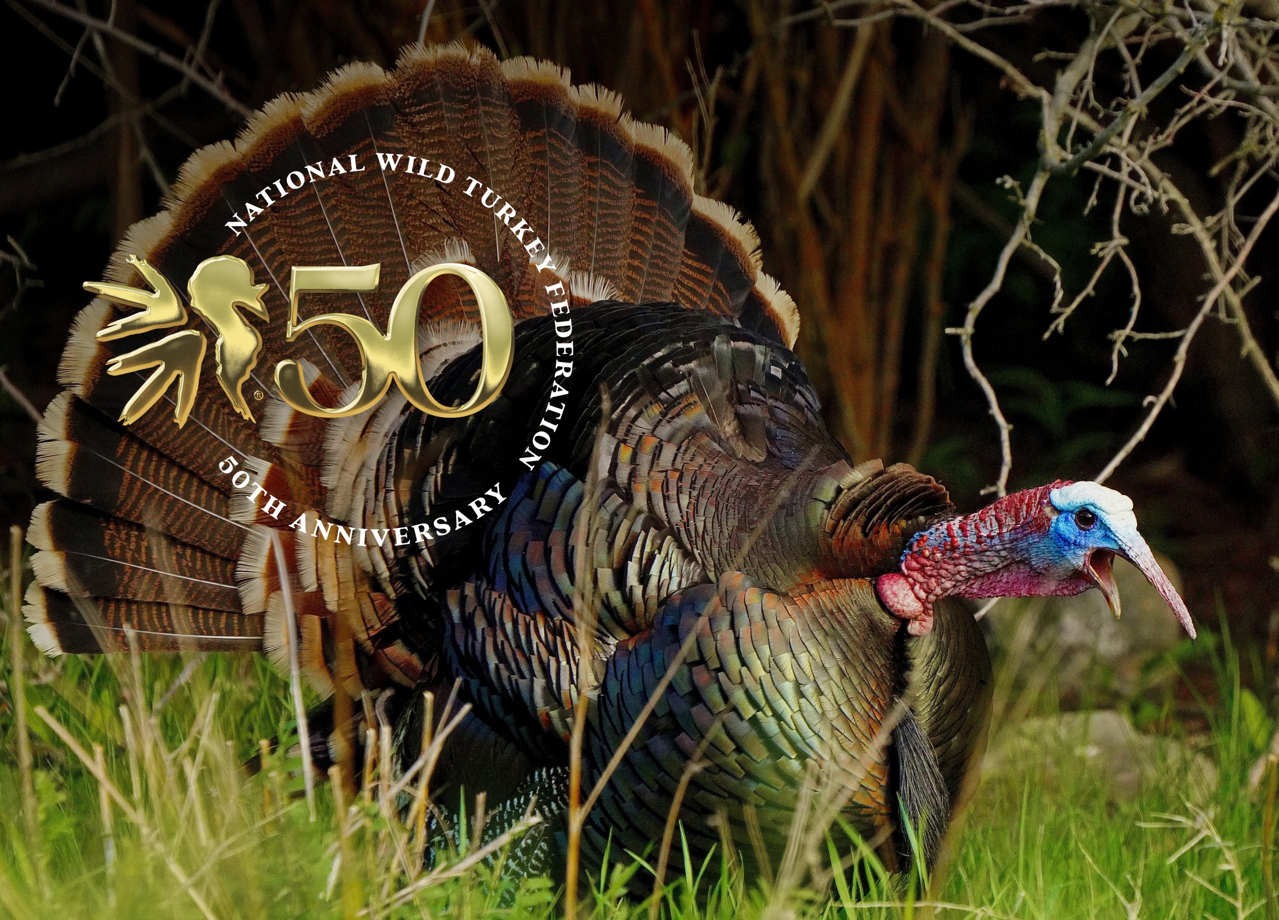 Happy 50 Years of Mission Delivery! - The National Wild Turkey Federation
