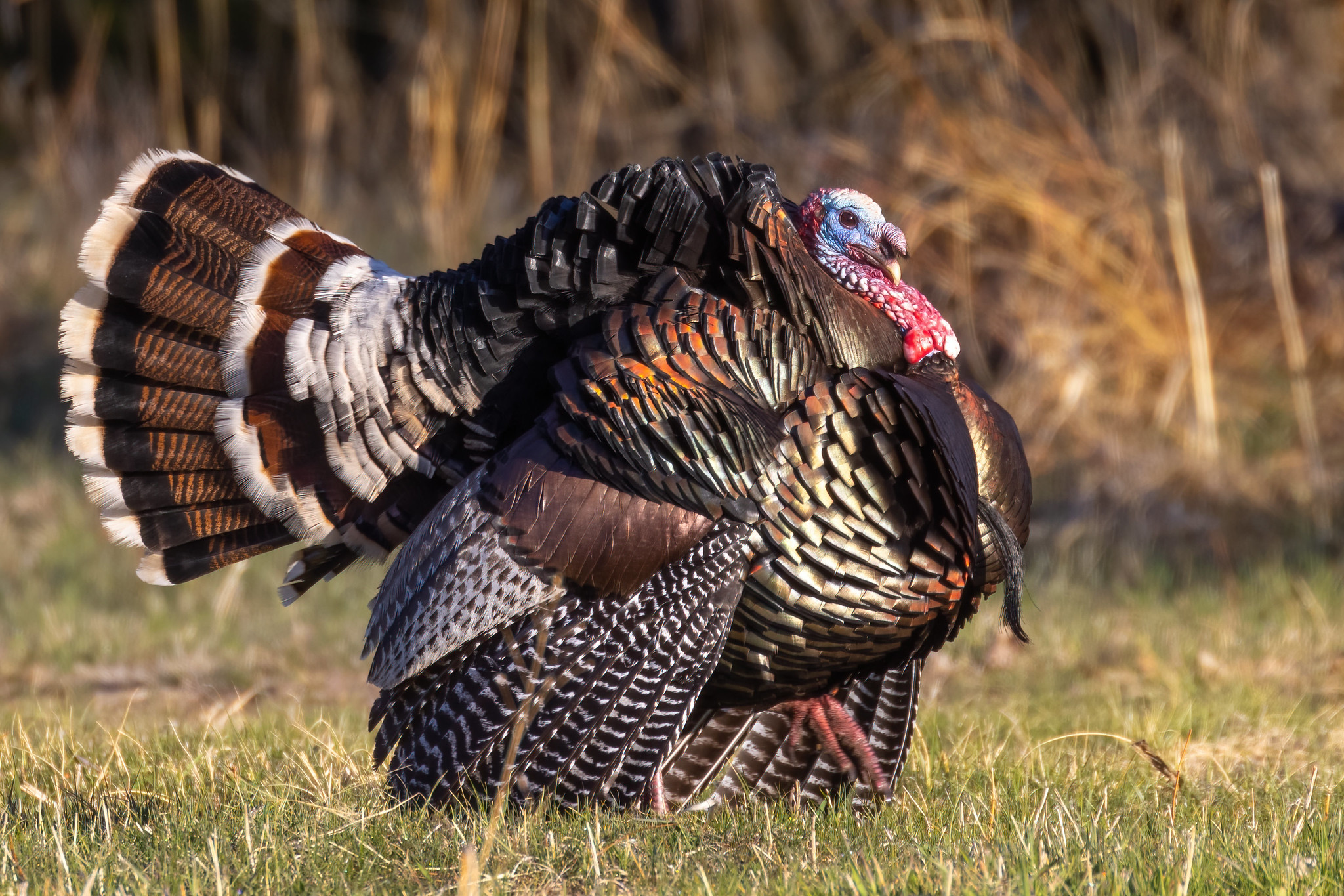 SD Commemorates NWTF’s 50th Anniversary - The National Wild Turkey ...