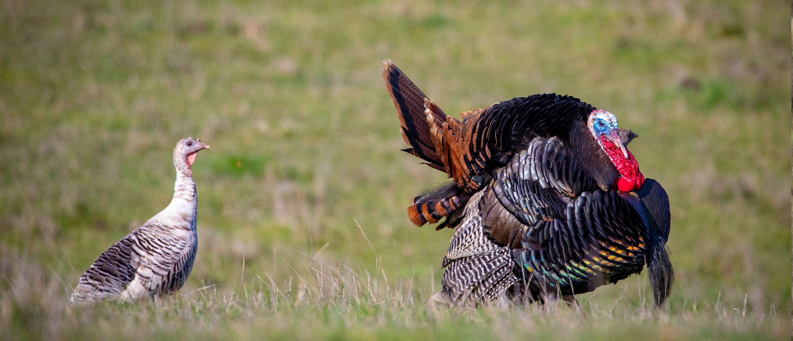 Life of a Longbeard - The National Wild Turkey Federation