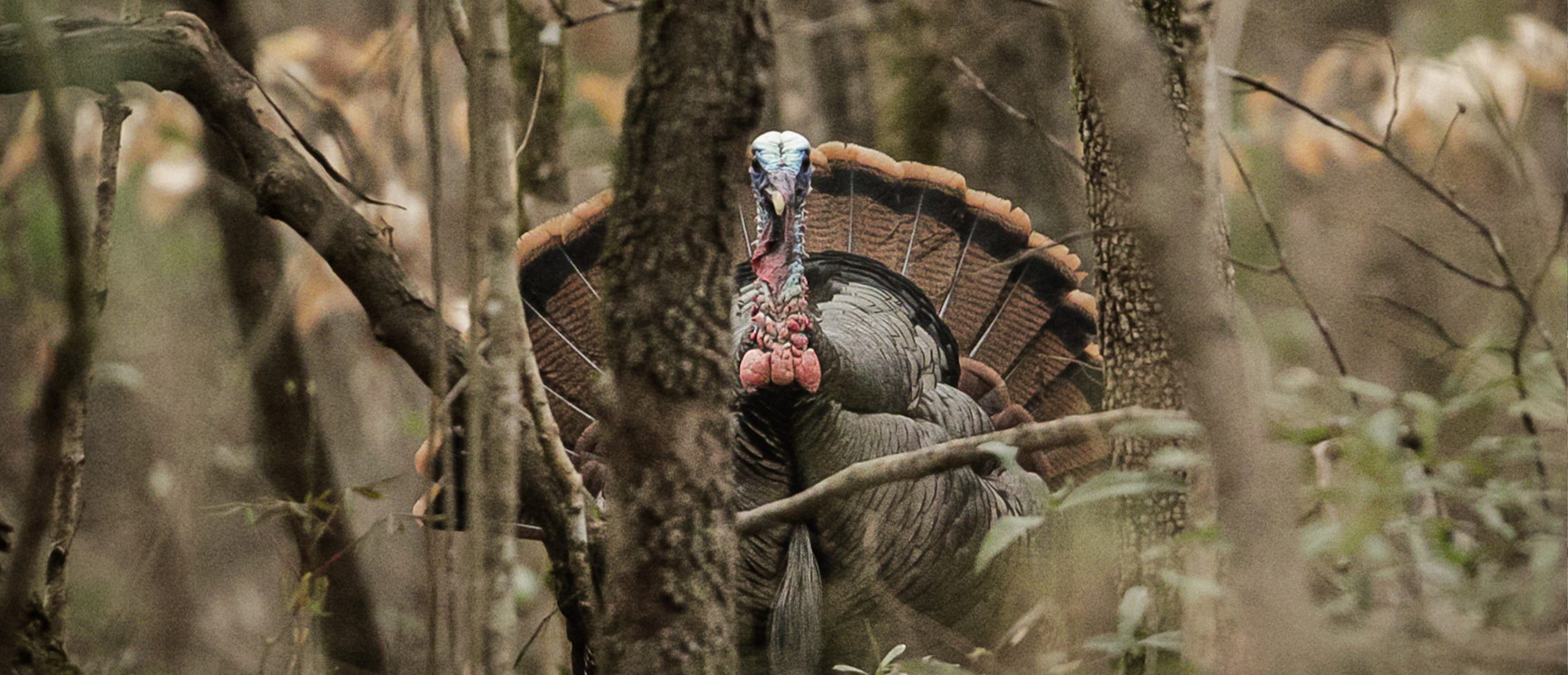 How Turkeys Perceive Their Environment - The National Wild Turkey ...