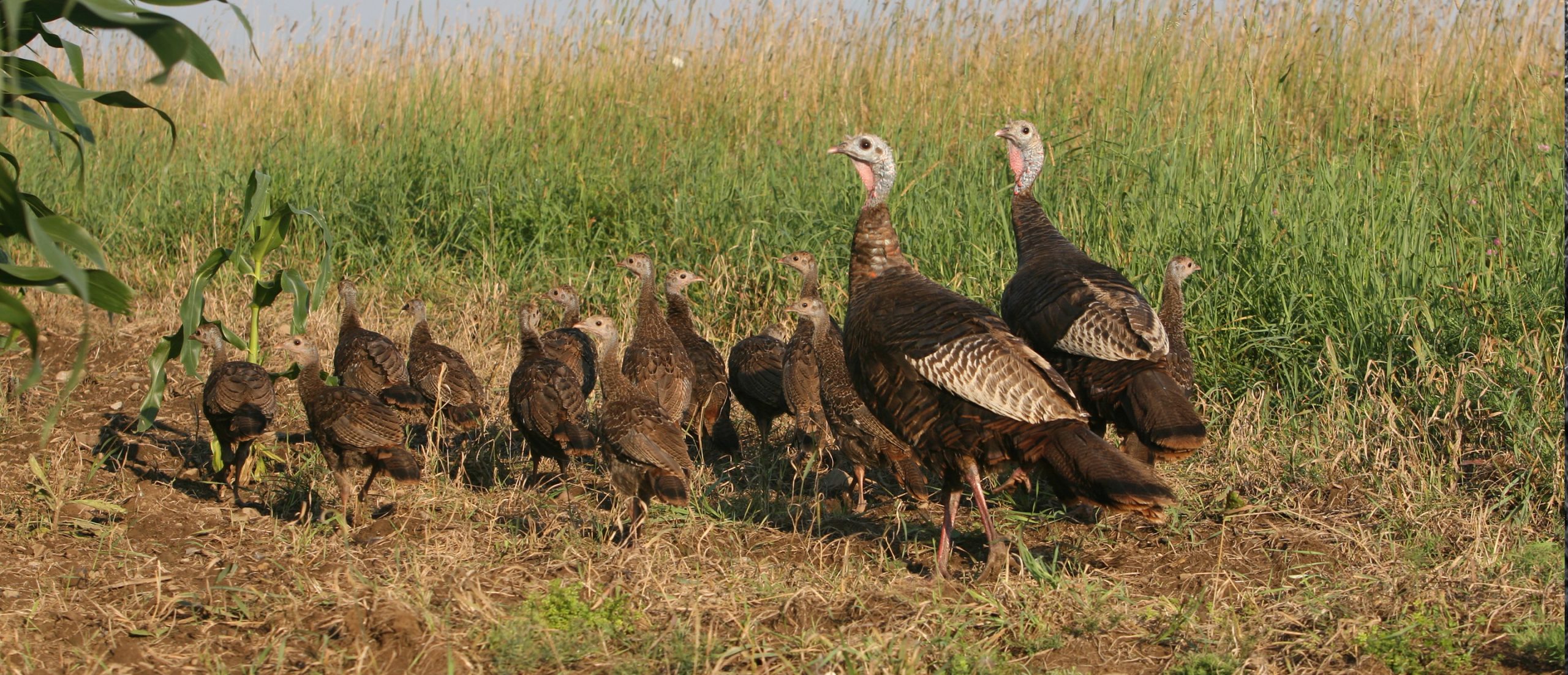 Vital Investment in Wild Turkey Research Forthcoming - The National ...