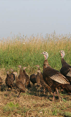 Vital Investment in Wild Turkey Research Forthcoming - The National ...