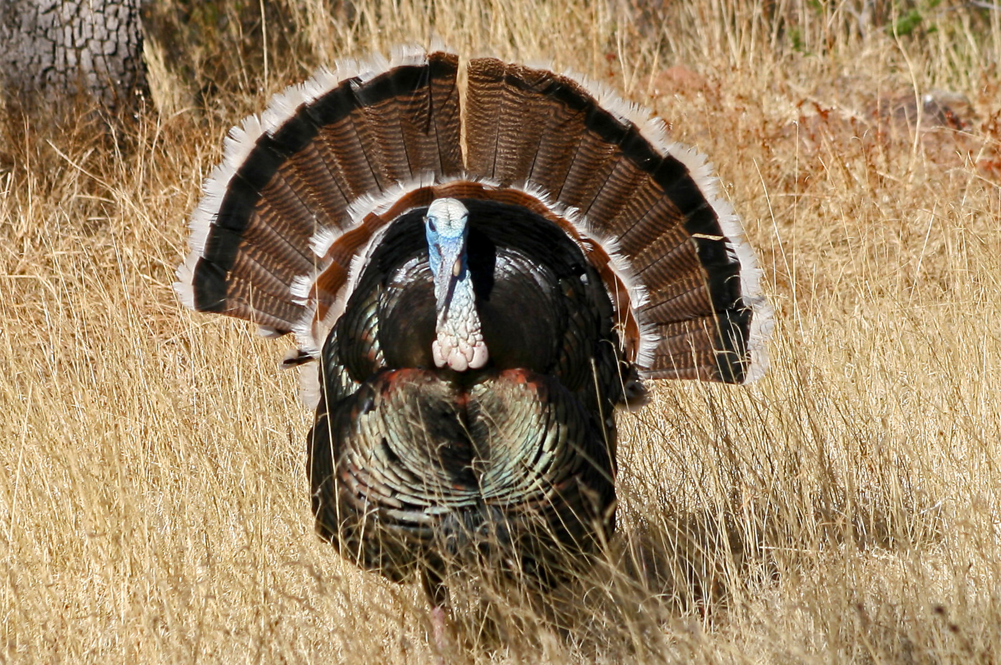 Gould’s Subspecies Hunt Guide - The National Wild Turkey Federation