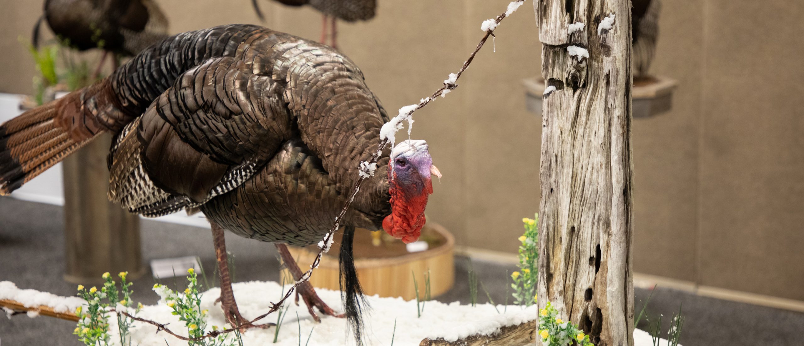 10 Cool Turkey Taxidermy Options for Every Budget - The National Wild ...