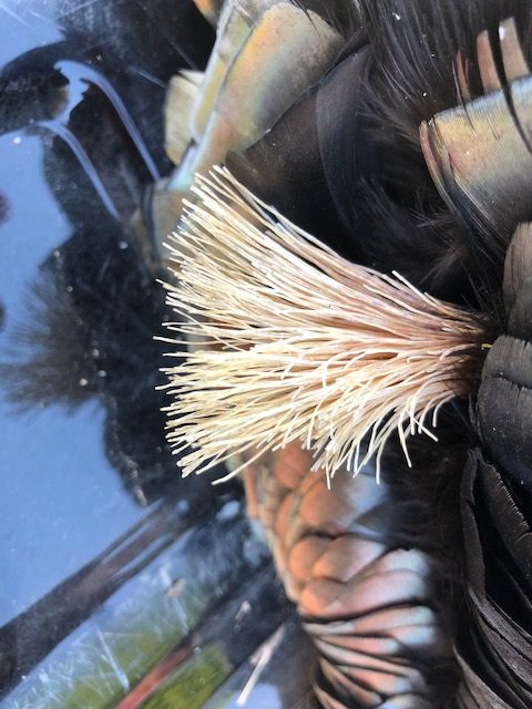 Melanin Shortage - The National Wild Turkey Federation