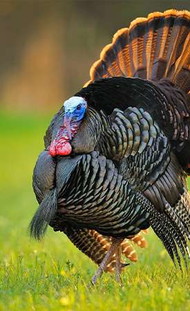 Behind The Bird: History And Conservation Of The Eastern Wild Turkey ...