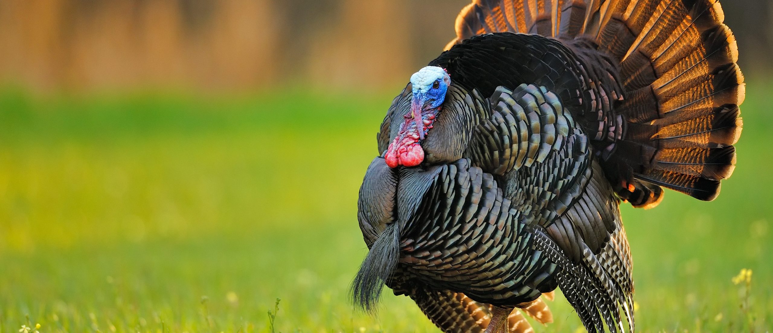 Behind The Bird: History And Conservation Of The Eastern Wild Turkey ...