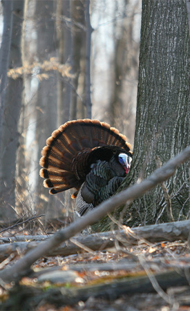 Tagged Out? Don’t Stop! - The National Wild Turkey Federation