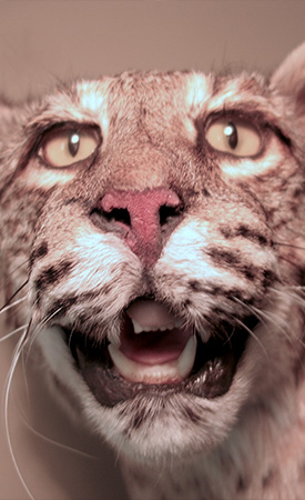 Terrible Turkey Taxidermy and Other Bad Wildlife Mounts - The National ...