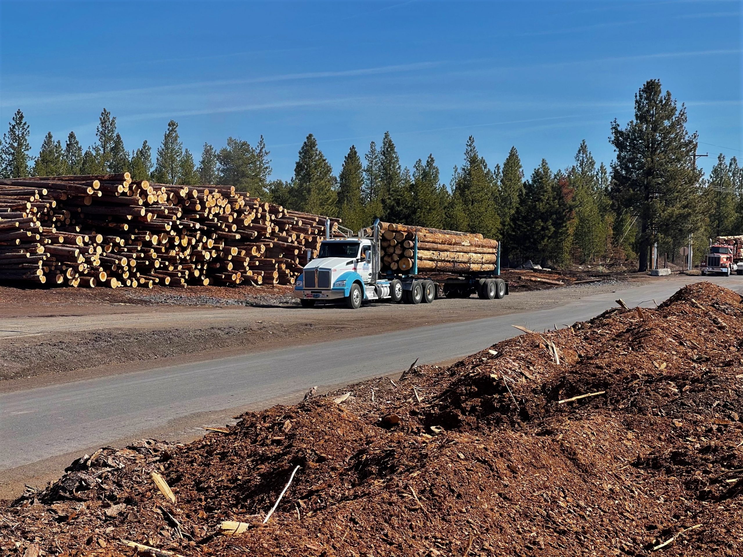 Responsible Forest Management: The Role of Debarking in the Timber ...