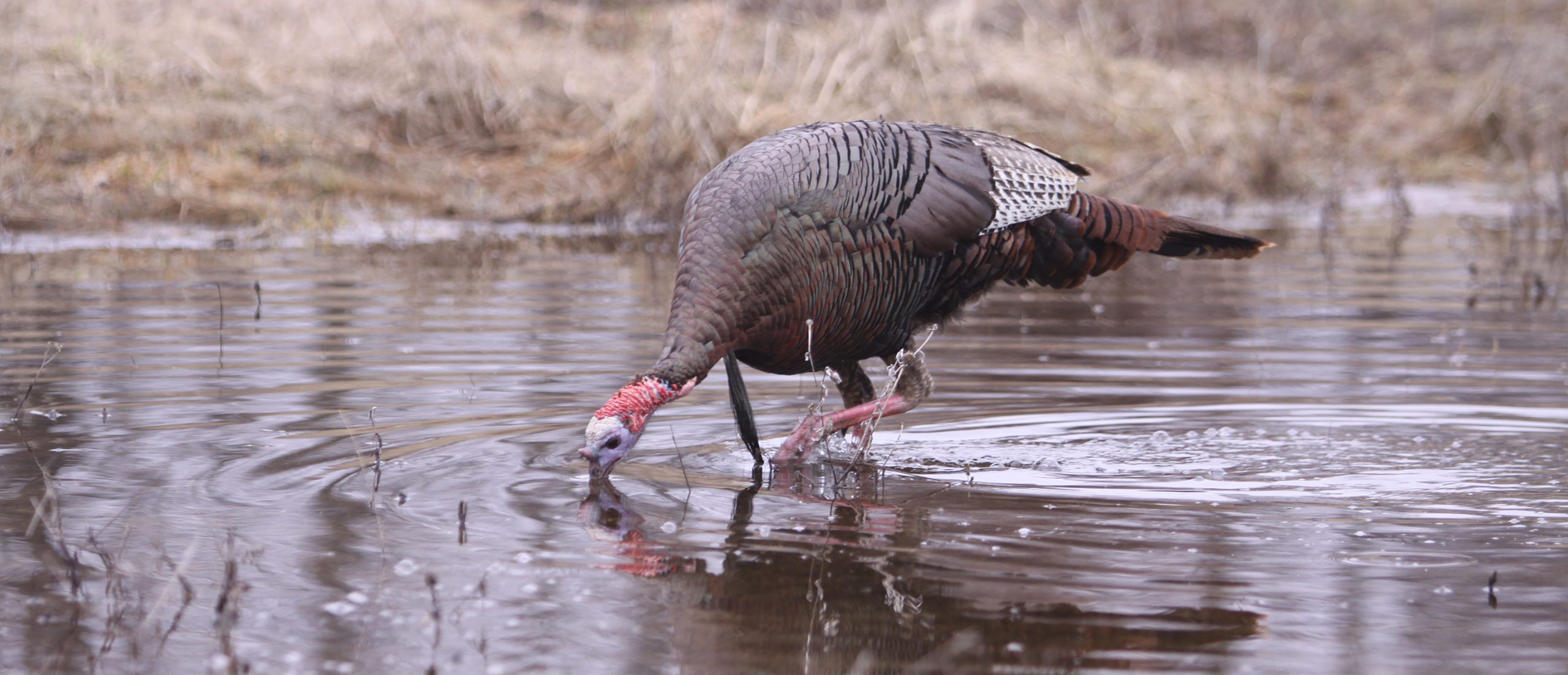 The National Wild Turkey Federation - The National Wild Turkey Federation