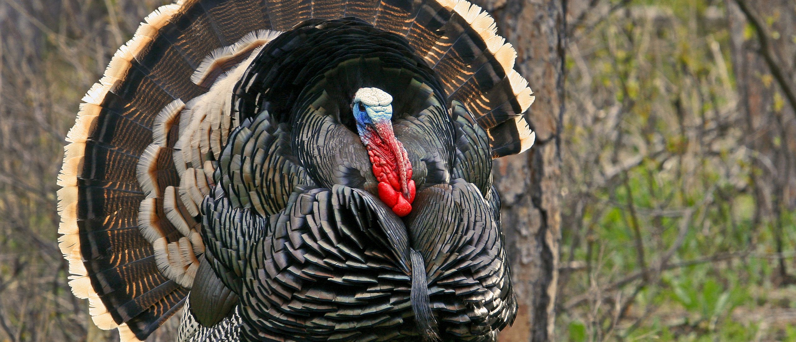 Nebraska Nonresident Tags Sold Out, Conservation Continues - The ...