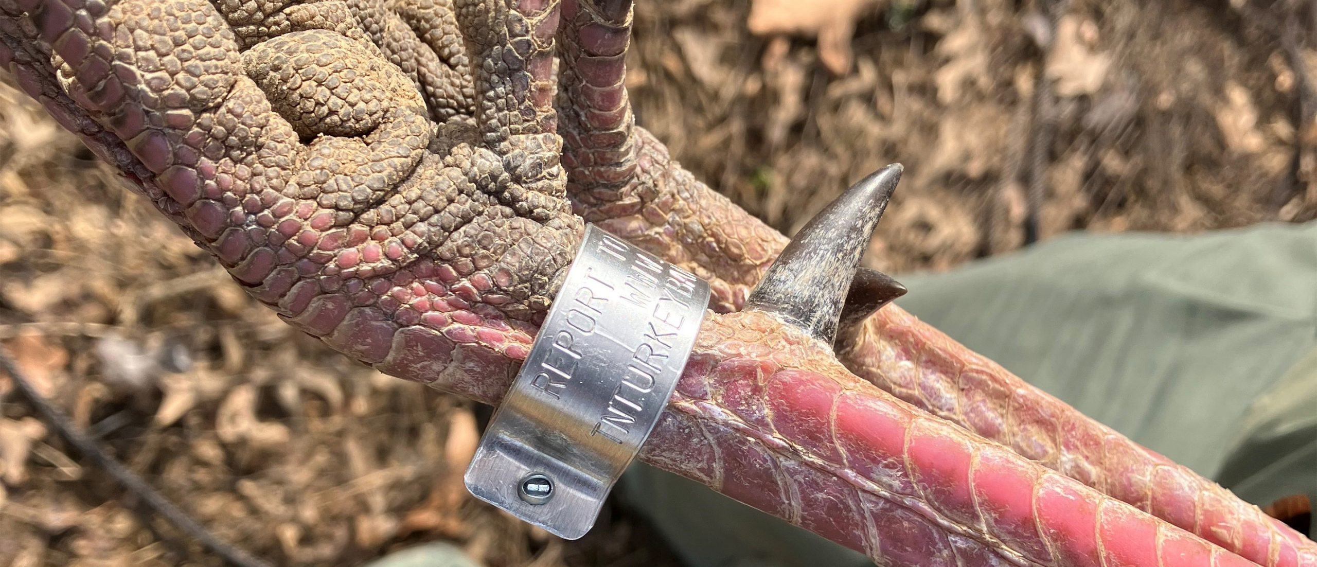 Multi-State Wild Turkey Research One Year Closer - The National Wild ...