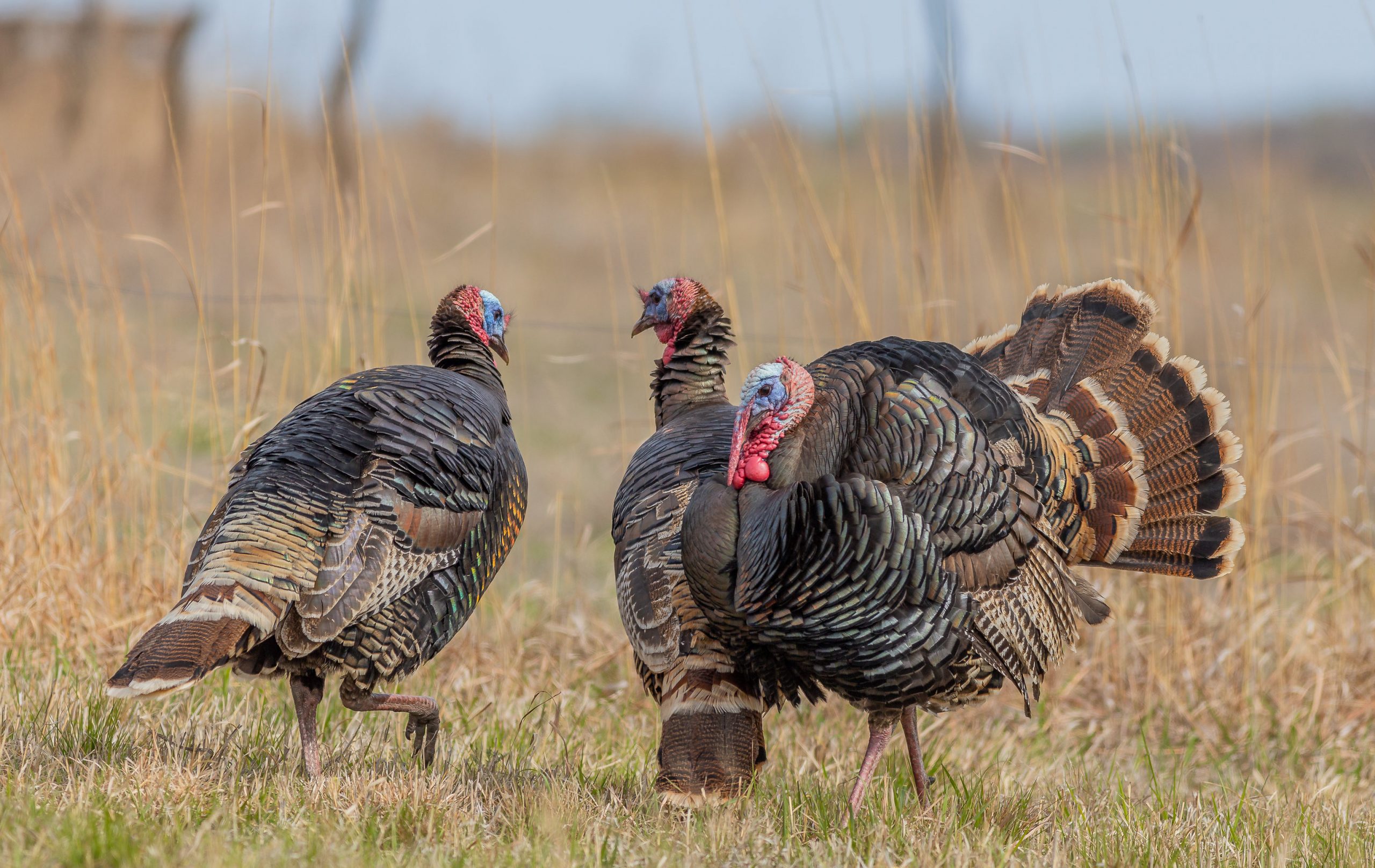 Nebraska Legislature Honors NWTF for 50 Years of Conservation Efforts ...