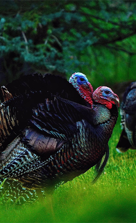 Longbeards on Little Lands: Small-Property Turkey Hunting 101 - The ...