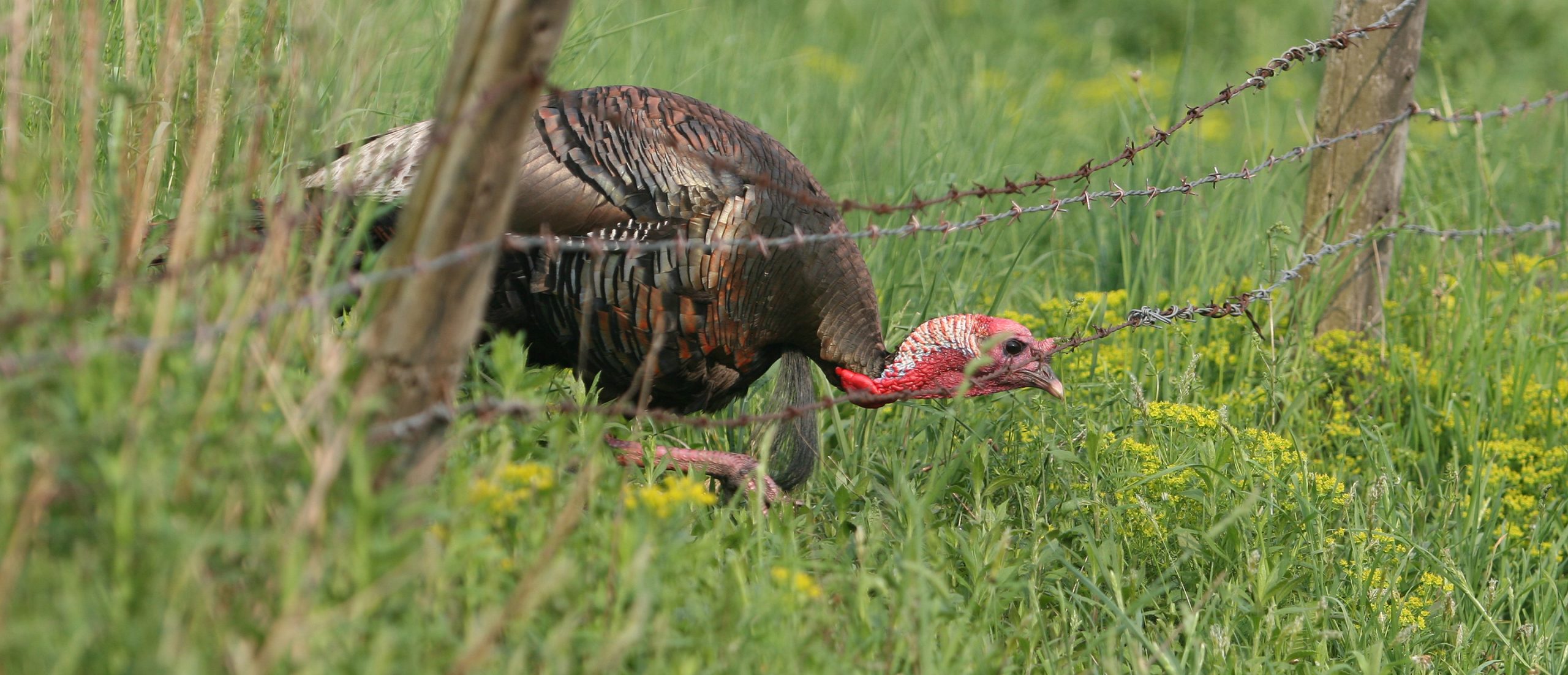 Turkeys Don’t Know Boundaries, Neither Should Conservation - The ...