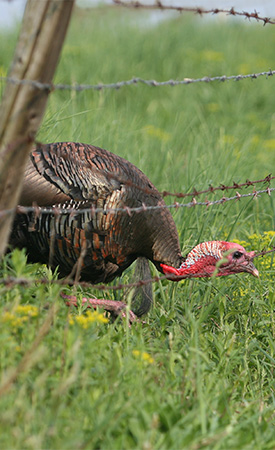 Turkeys Don’t Know Boundaries, Neither Should Conservation - The ...