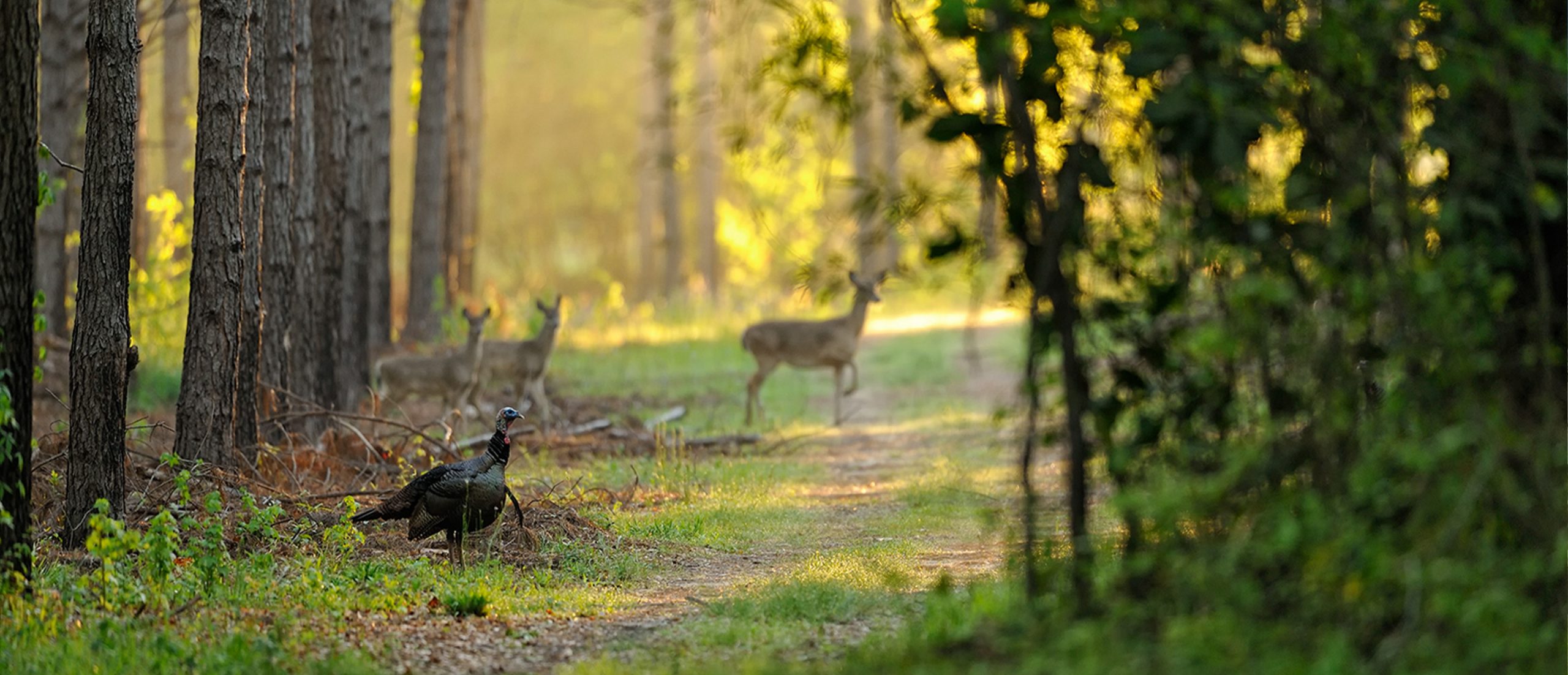 ‘As Good As It Gets For Wild Turkeys’ - The National Wild Turkey Federation