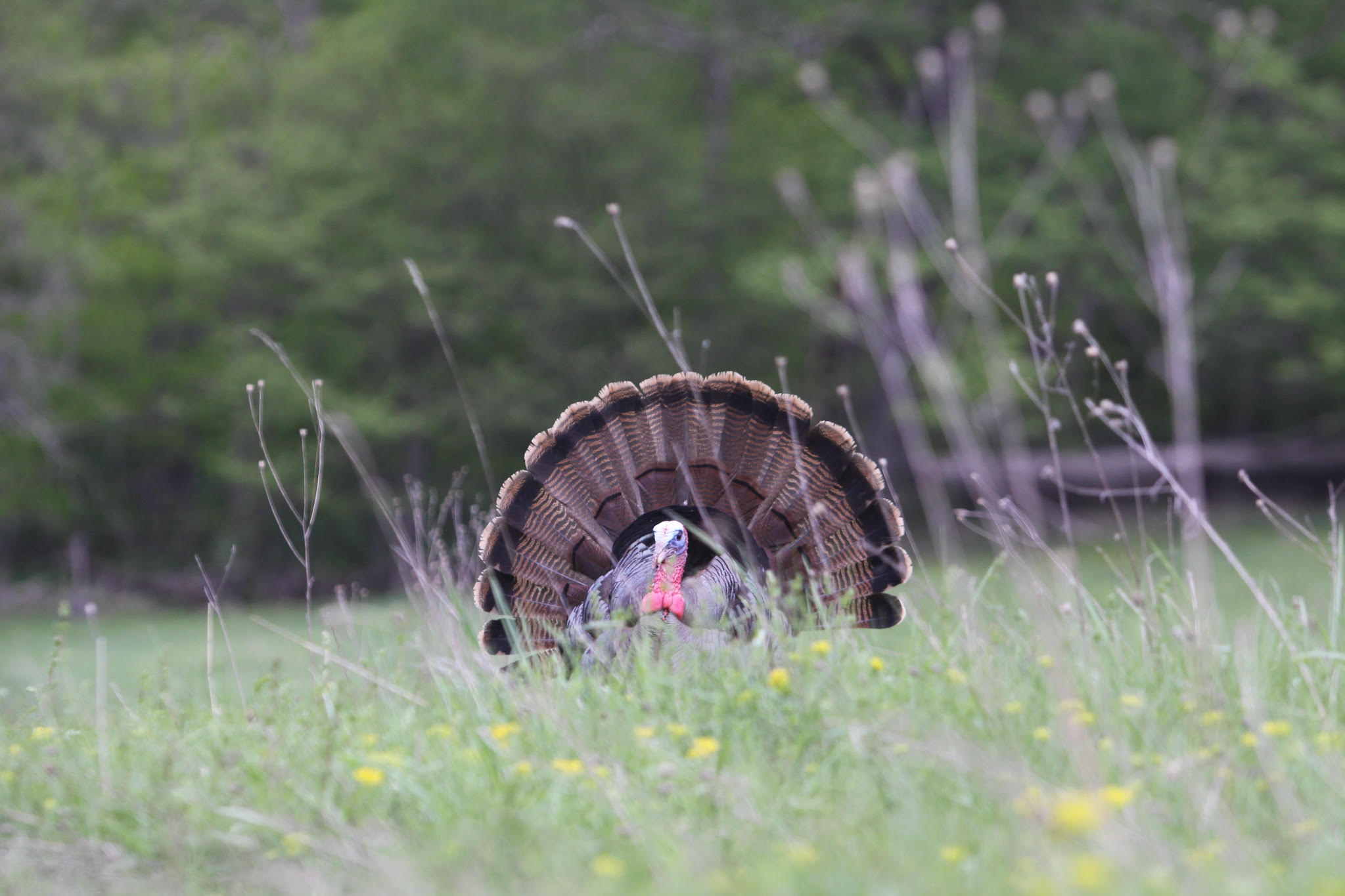 Southern Maine Strutters - The National Wild Turkey Federation