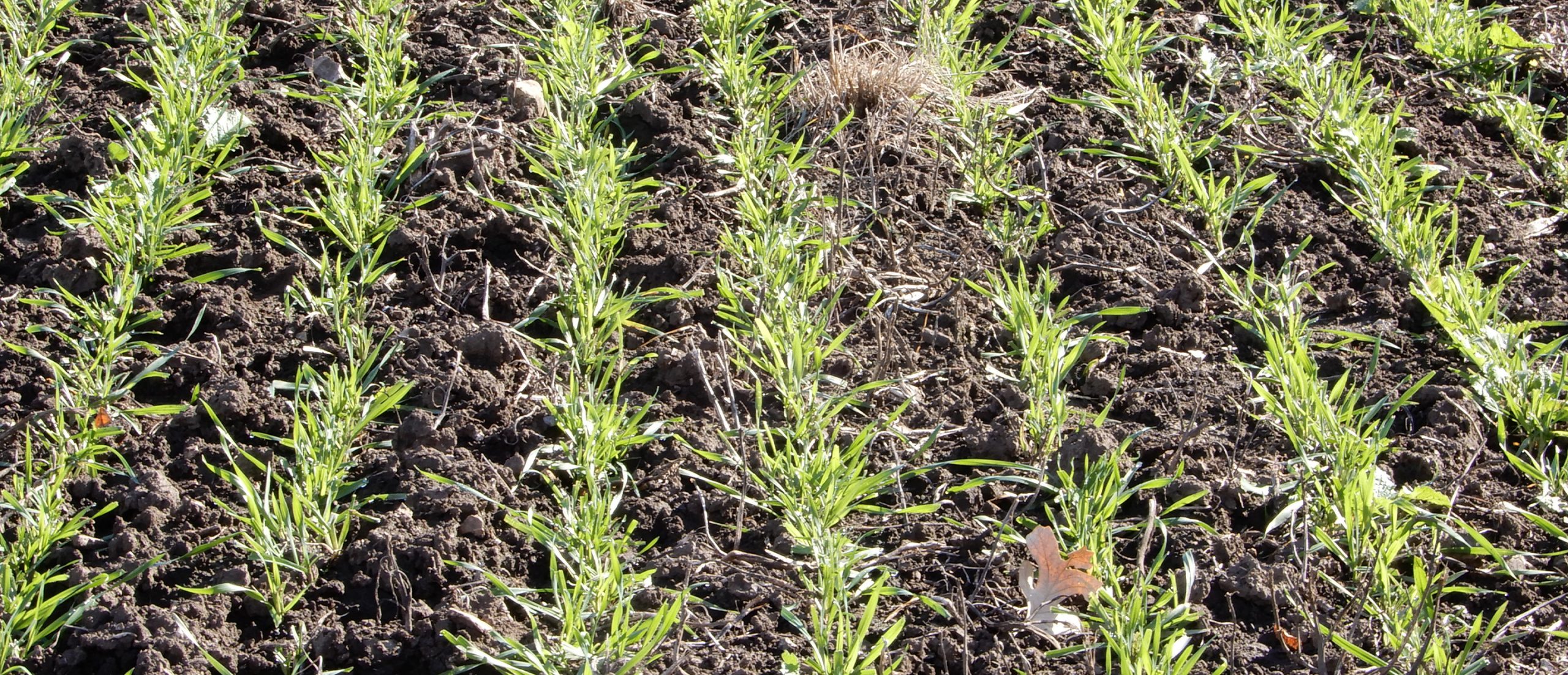Food Plots without a Tractor - The National Wild Turkey Federation