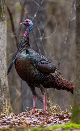 Central Massachusetts,MA - The National Wild Turkey Federation
