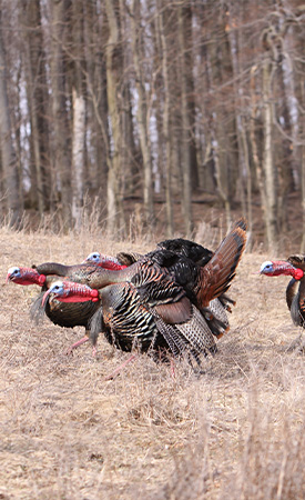 New Jersey Rallies for NWTF’s 50th - The National Wild Turkey Federation