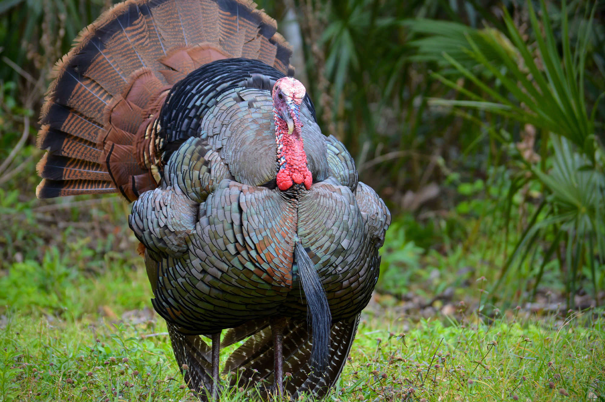 Behind The Bird: History And Conservation Of The Osceola Wild Turkey ...