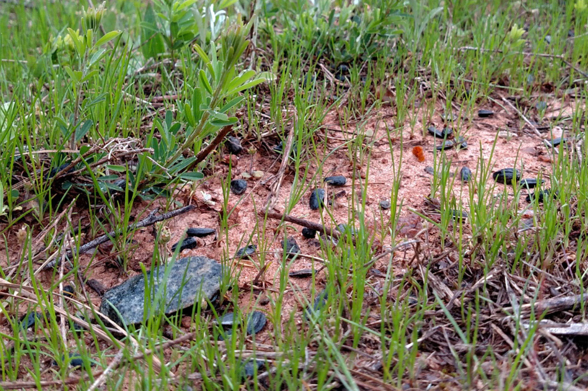 A Game Warden’s Perspective - The National Wild Turkey Federation