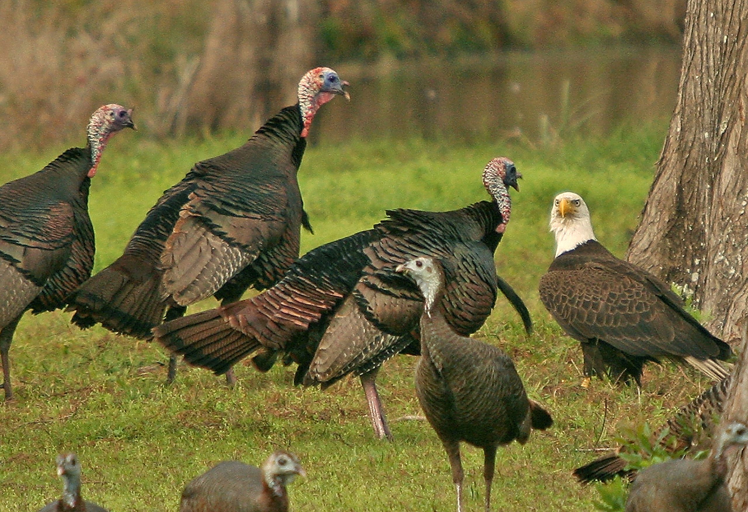 A Respectable Bird - The National Wild Turkey Federation