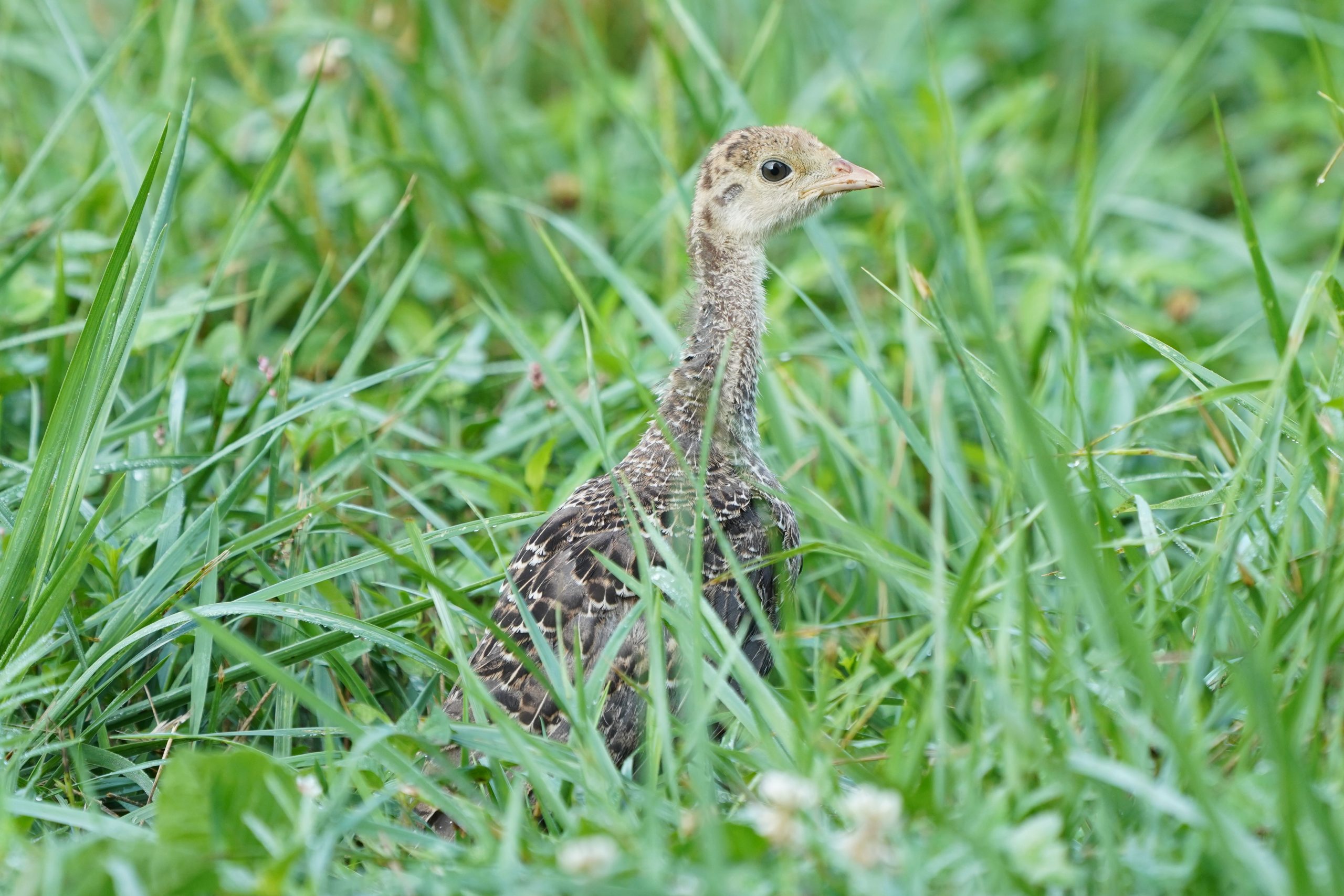 Habitat for the Hatch - The National Wild Turkey Federation