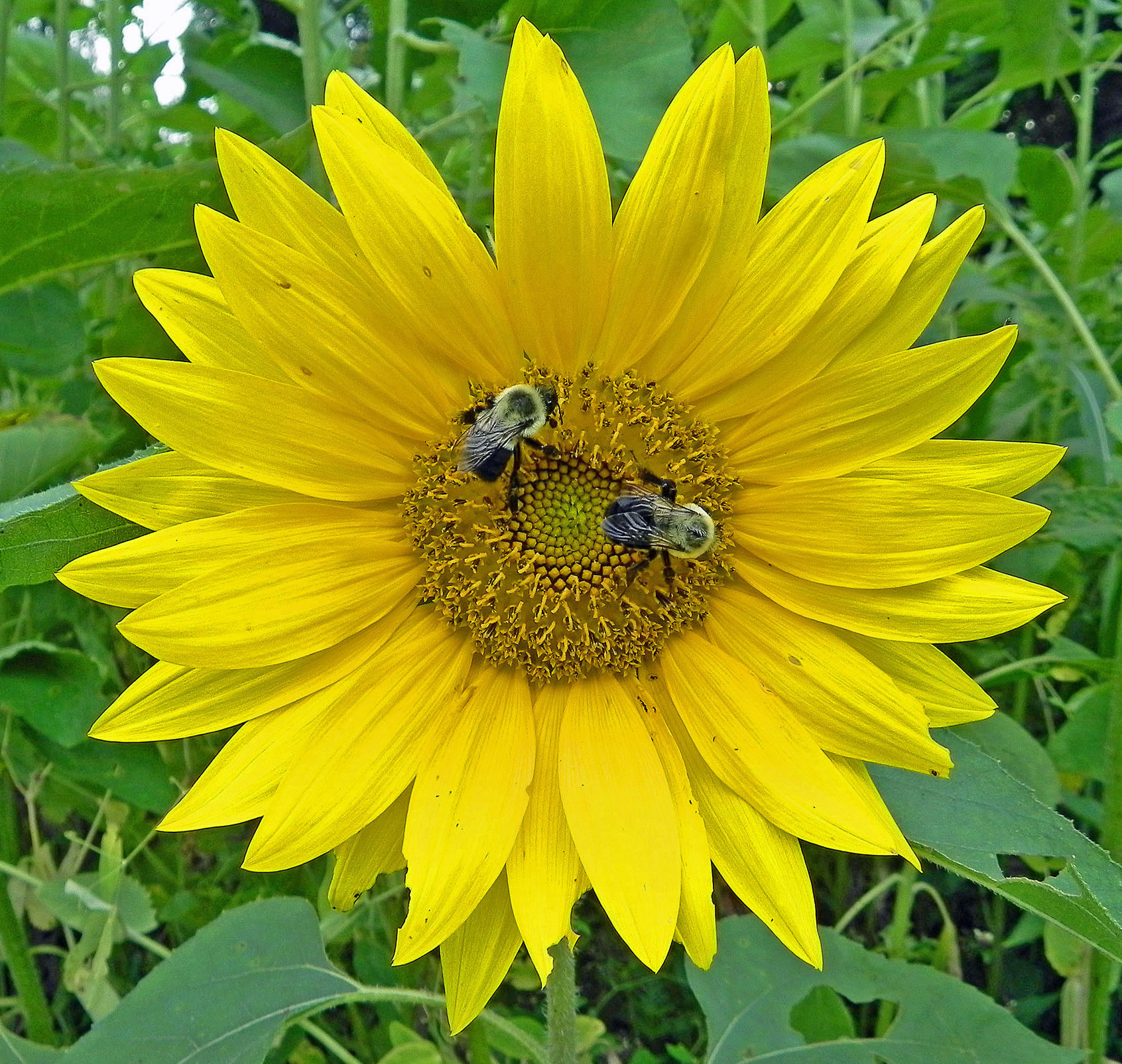 Bumblebee Basics - The National Wild Turkey Federation