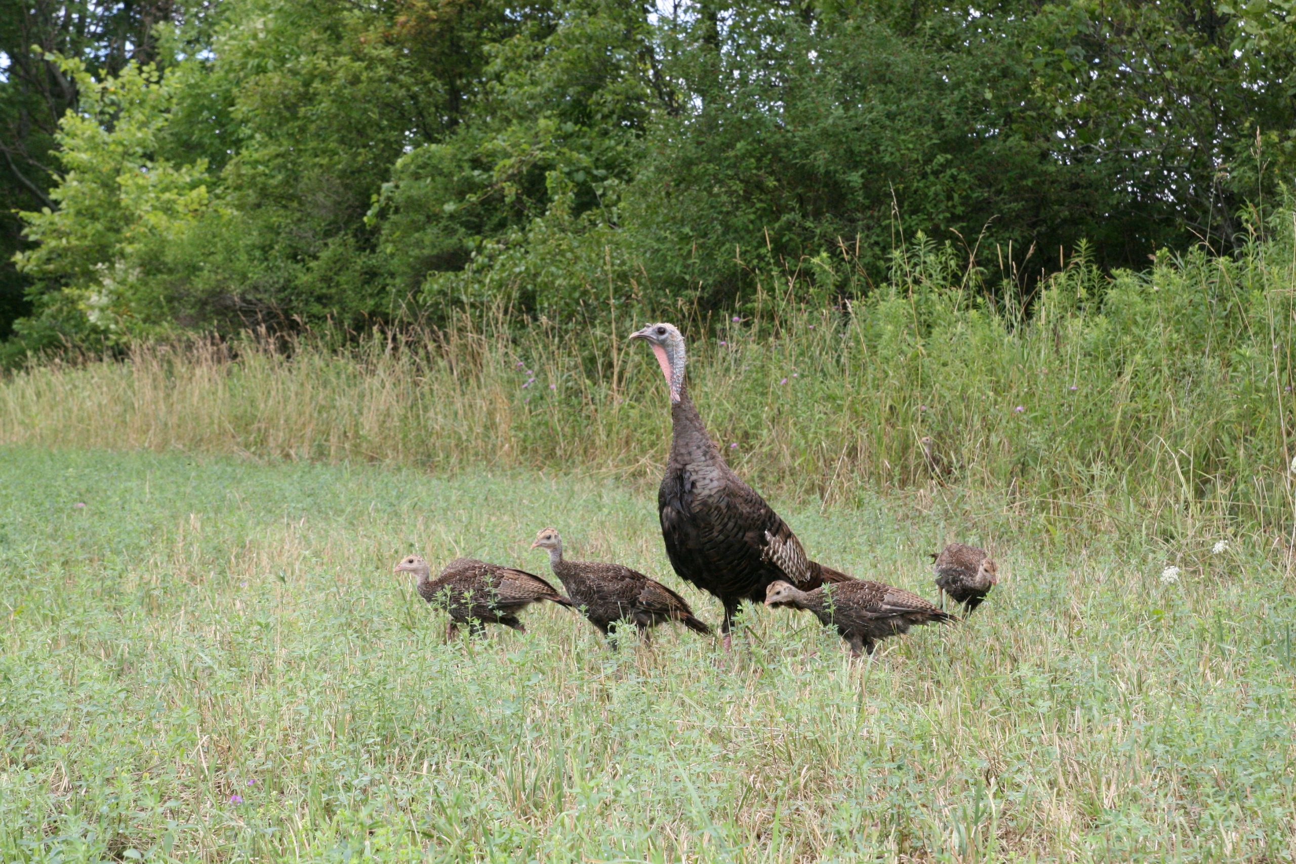 Poult Adoption - The National Wild Turkey Federation