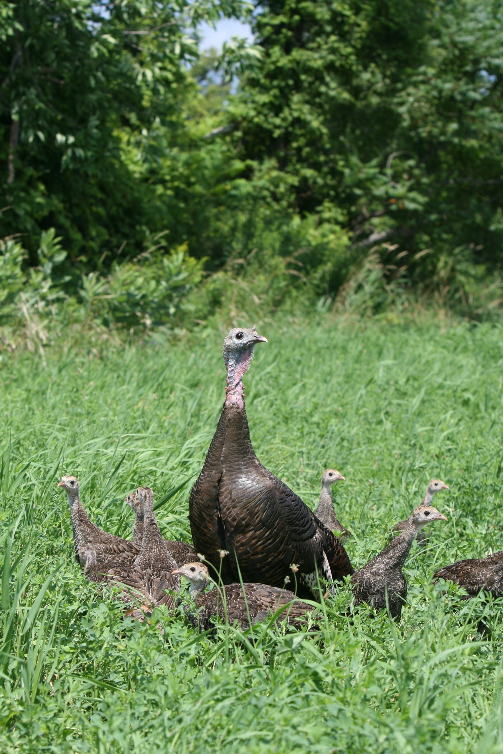 Poult Adoption - The National Wild Turkey Federation