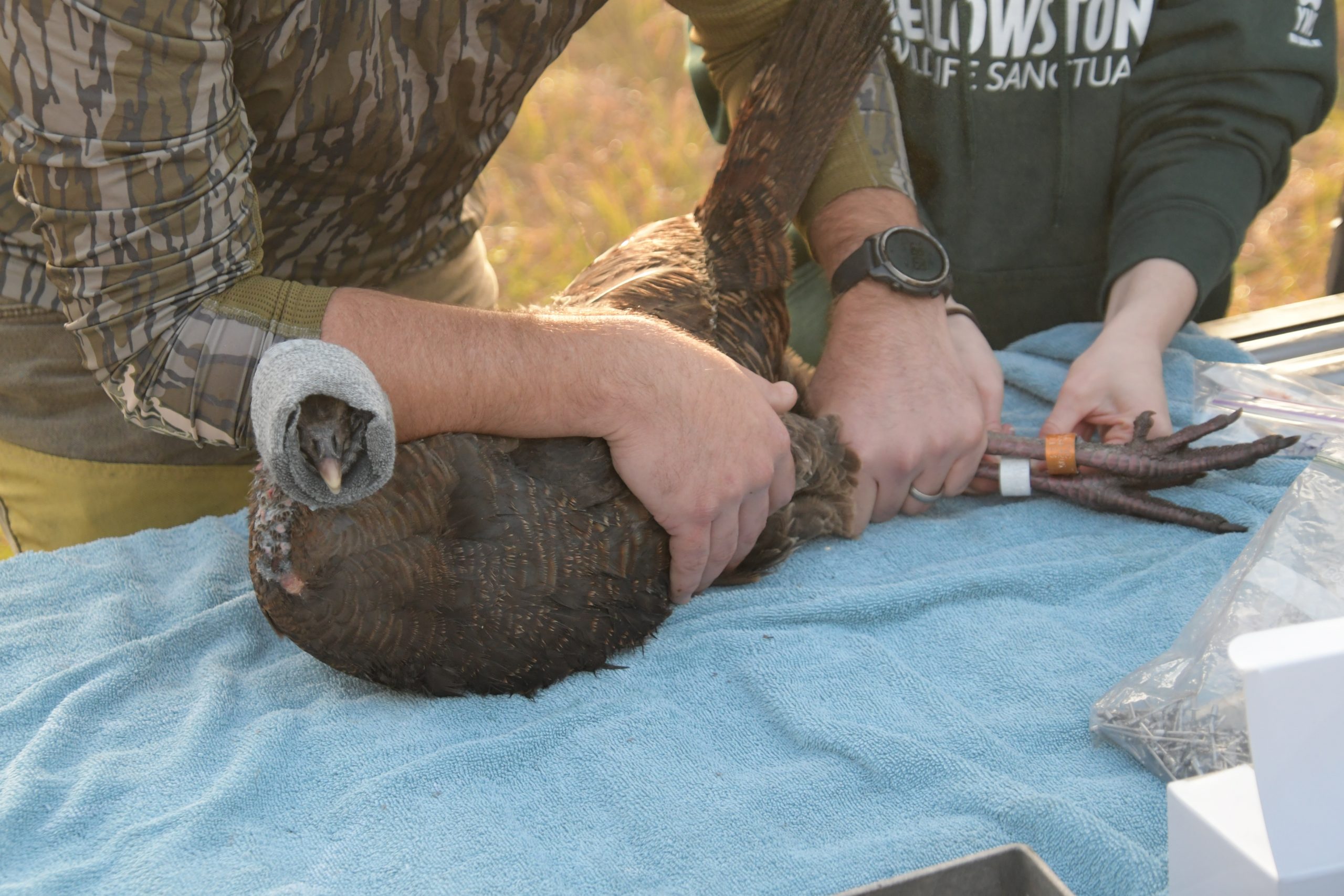 Florida Research Sheds Light on Osceola Wild Turkey Reproduction and Survival - The National ...