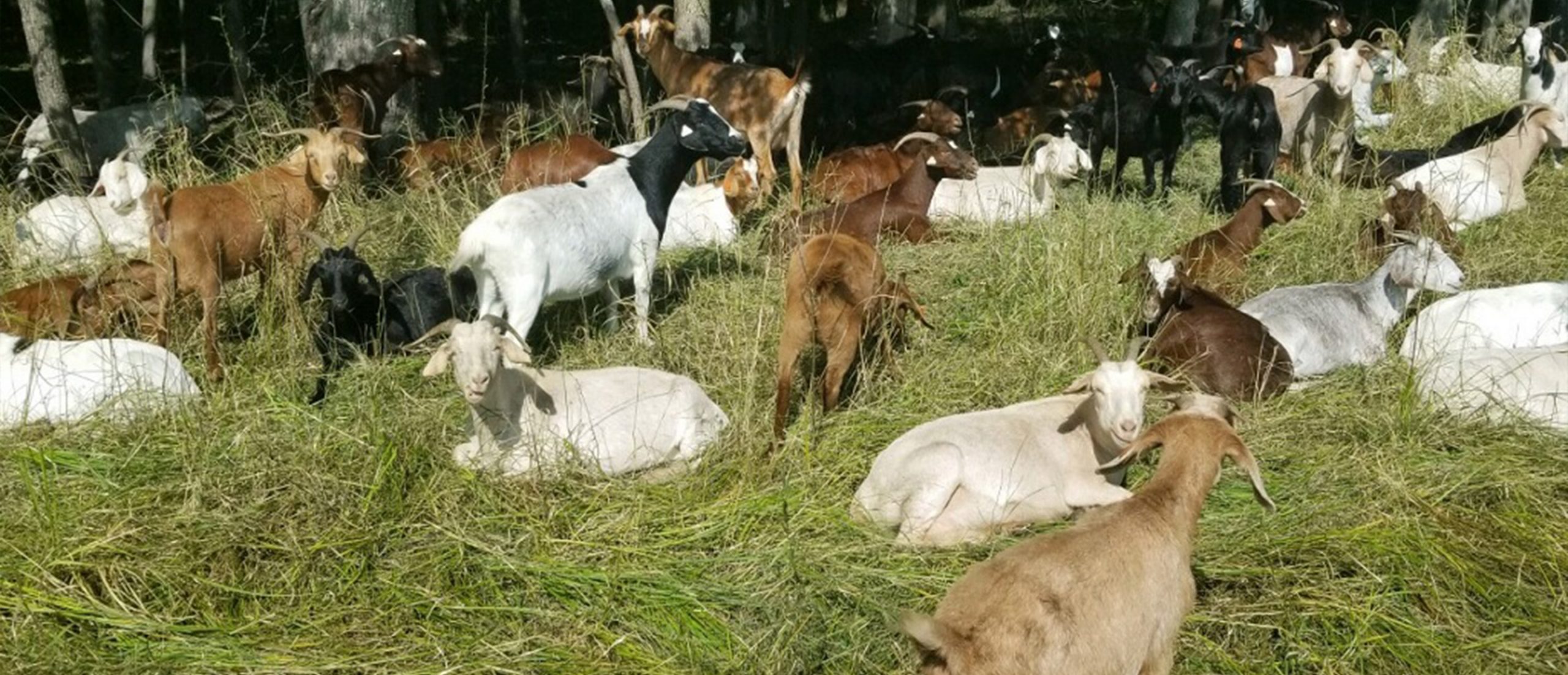 Goats Aid in Invasive Species Removal - The National Wild Turkey Federation