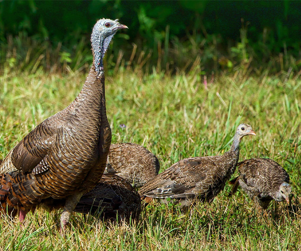 Wild Turkey Research - The National Wild Turkey Federation