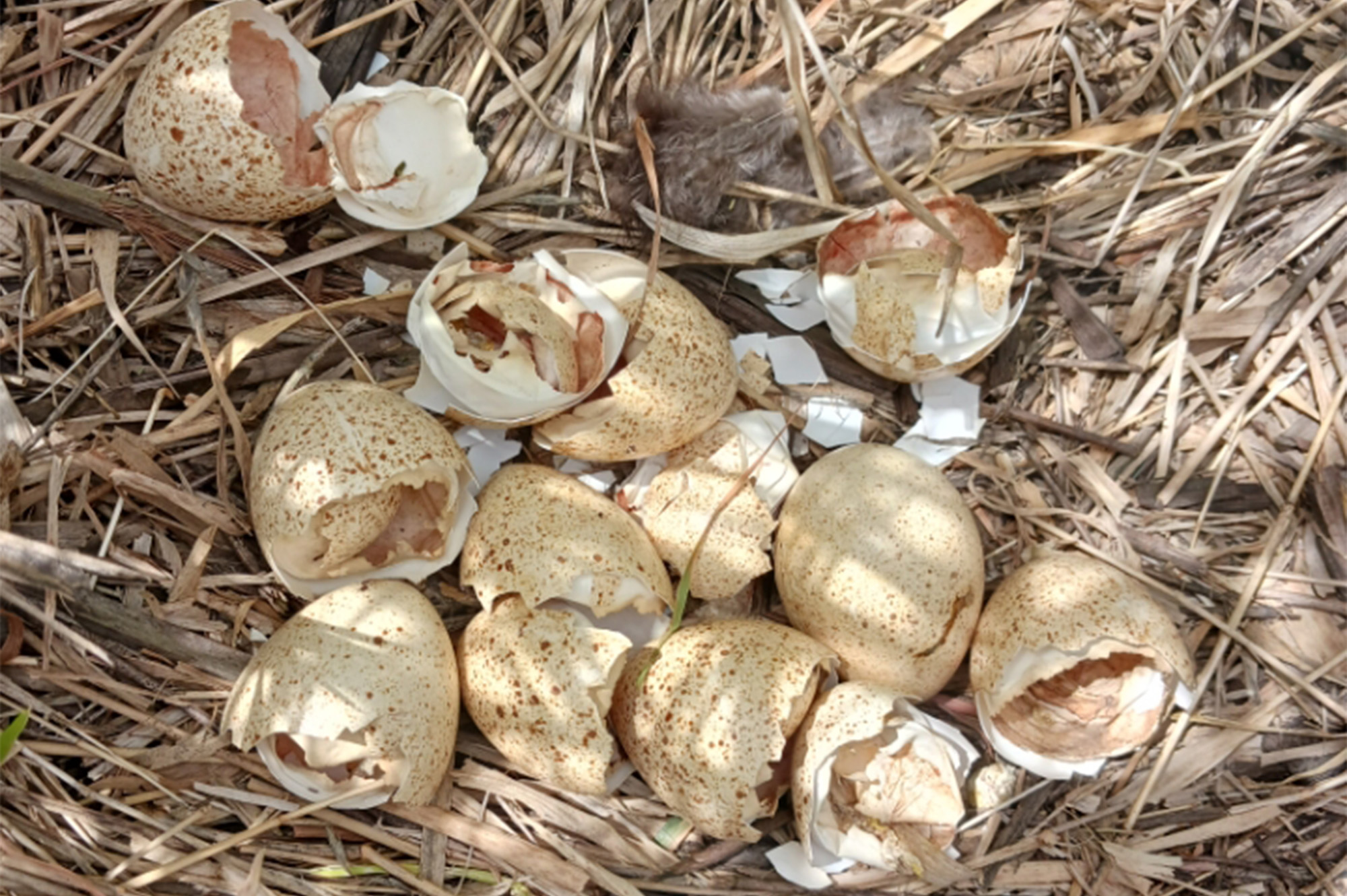 Research Examines Overlap Between Predation and Nesting Habitat - The ...