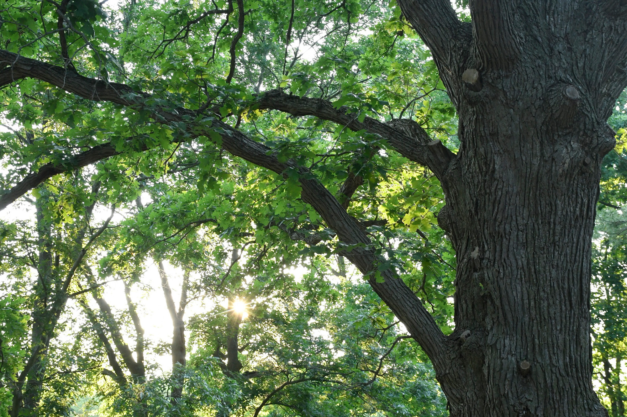 Identifying Trees Can Help You Be a Better Hunter - The National Wild ...
