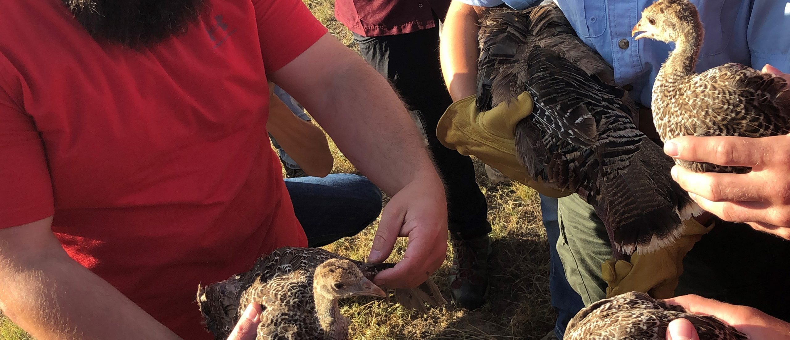 The National Wild Turkey Federation - The National Wild Turkey Federation