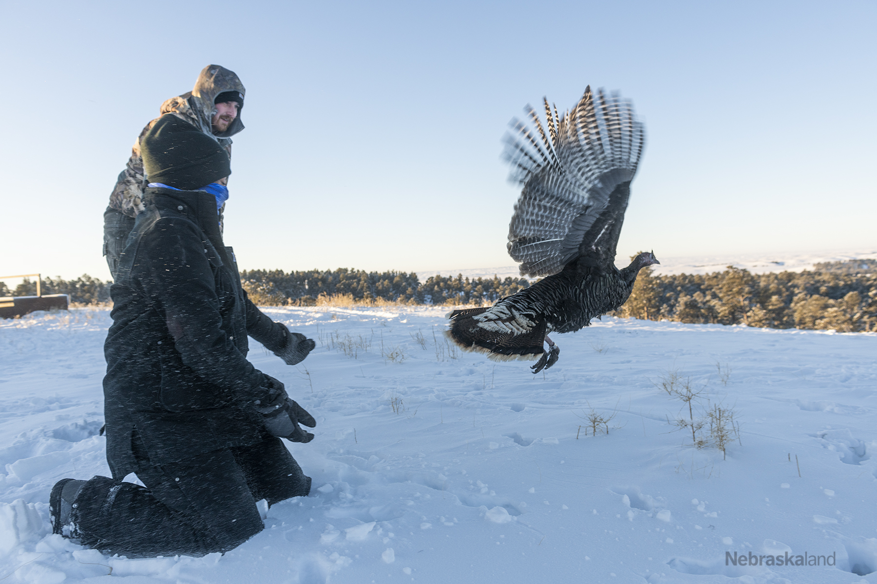 Research Investigates Wild Turkey Nesting Survival in Agricultural ...