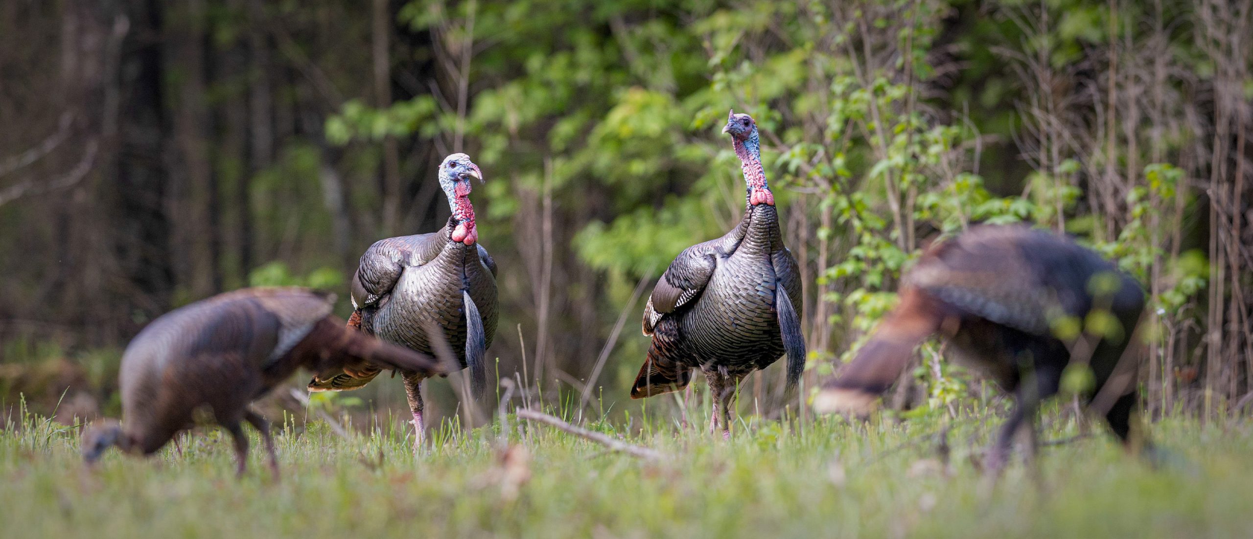 State-of-the-Art Wild Turkey Research Continues for Second Year - The ...