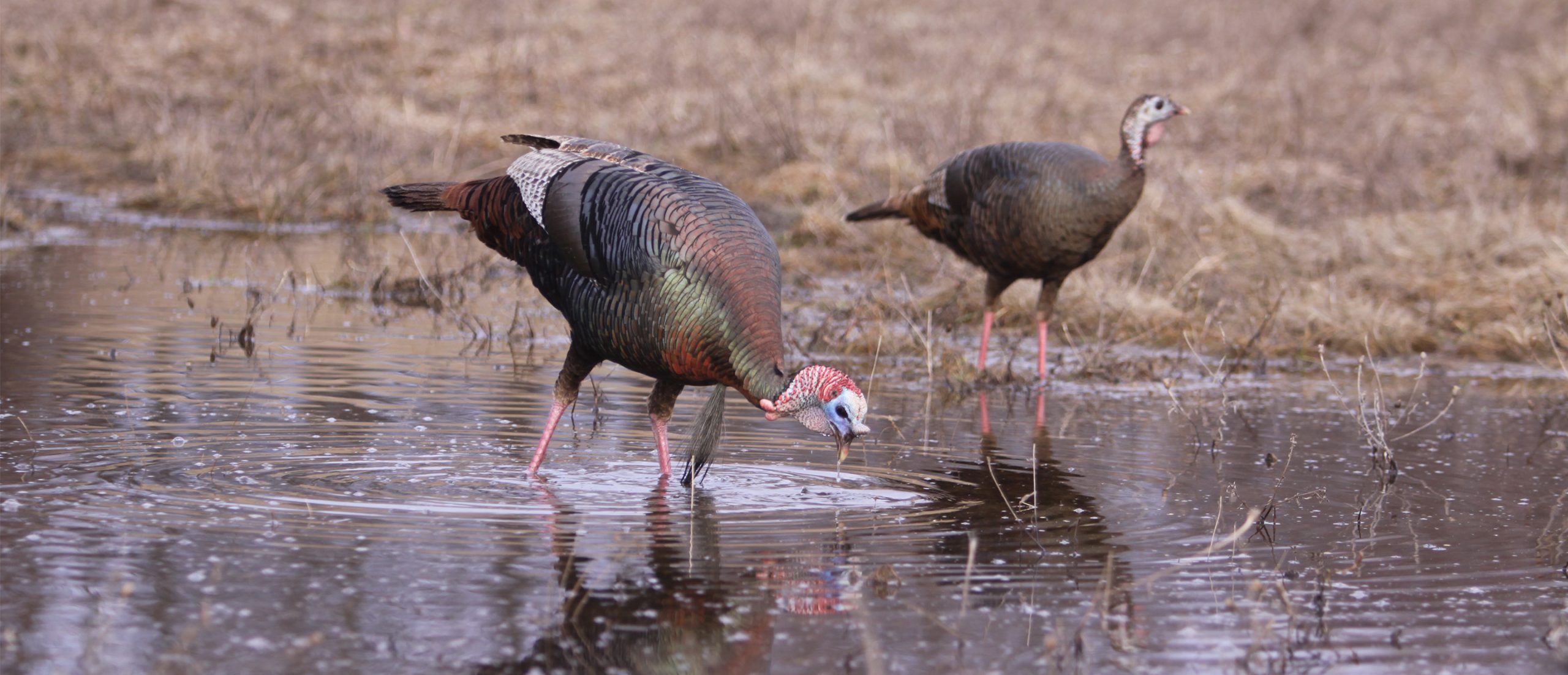 Waterways for Wildlife Conservation Update - The National Wild Turkey ...