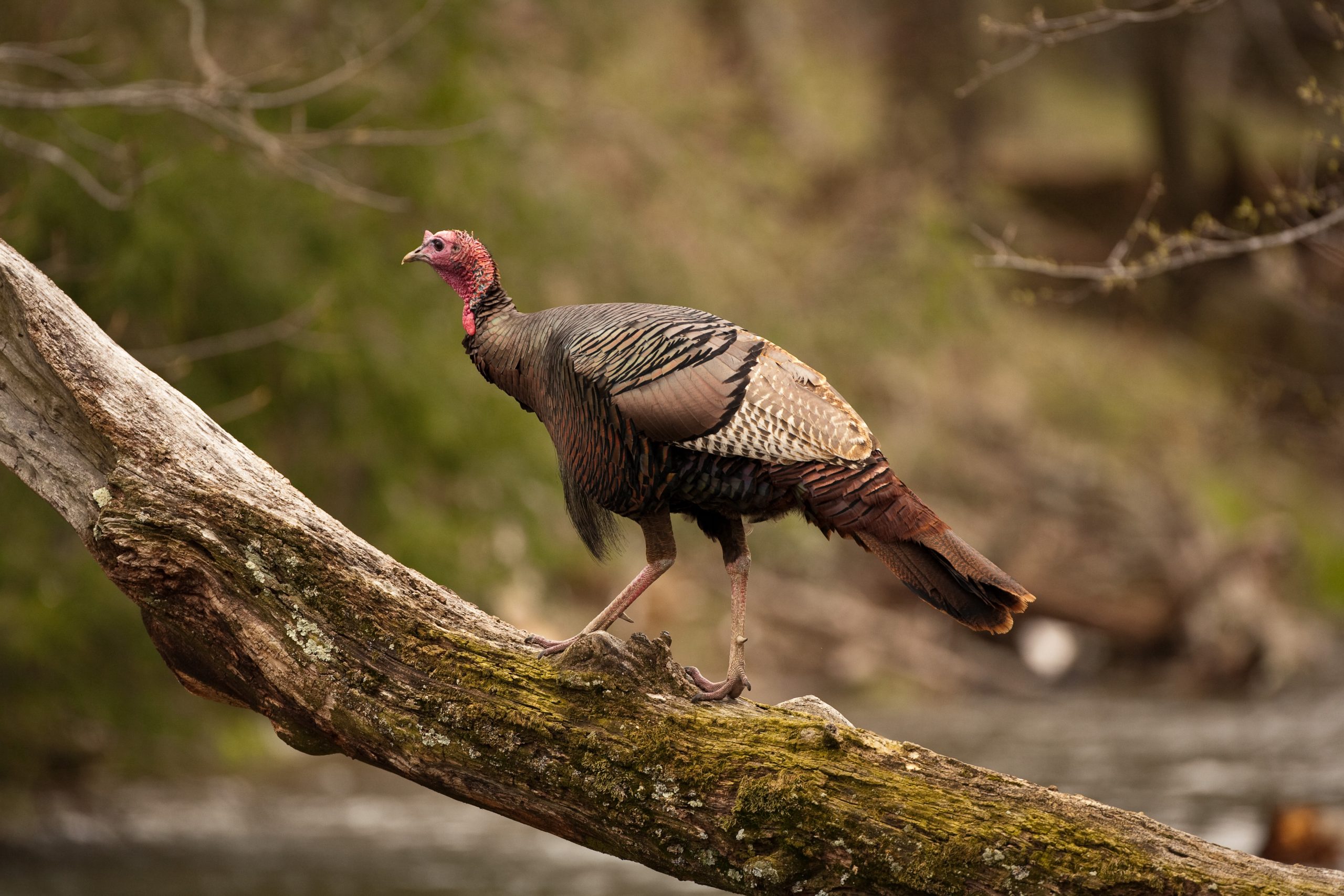 NWTF Kentucky Allocates $65,528 to Mission Delivery 2024 - The National ...