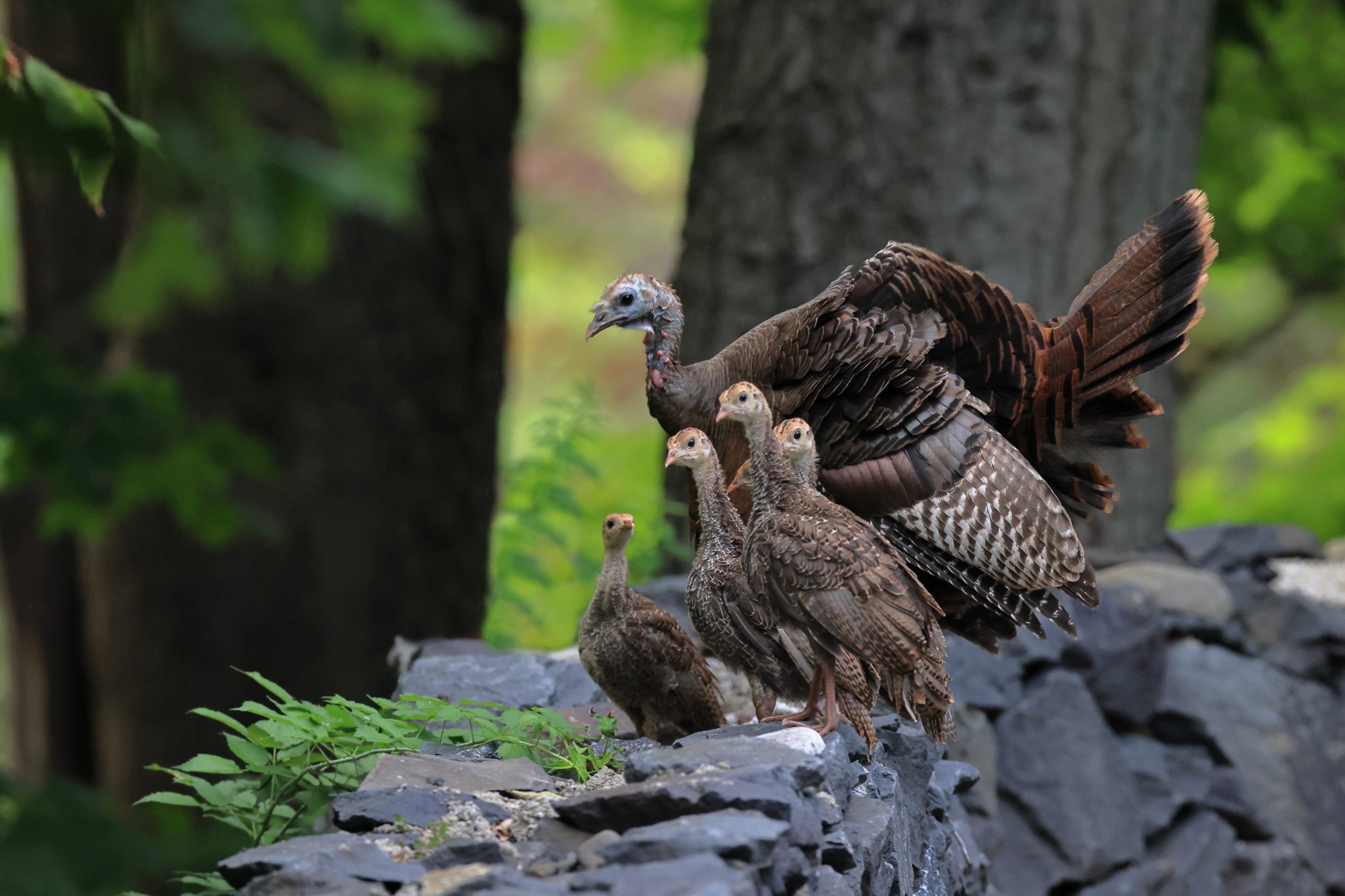 NWTF SC Commits $320,325 to Mission Delivery for 2024 - The National ...