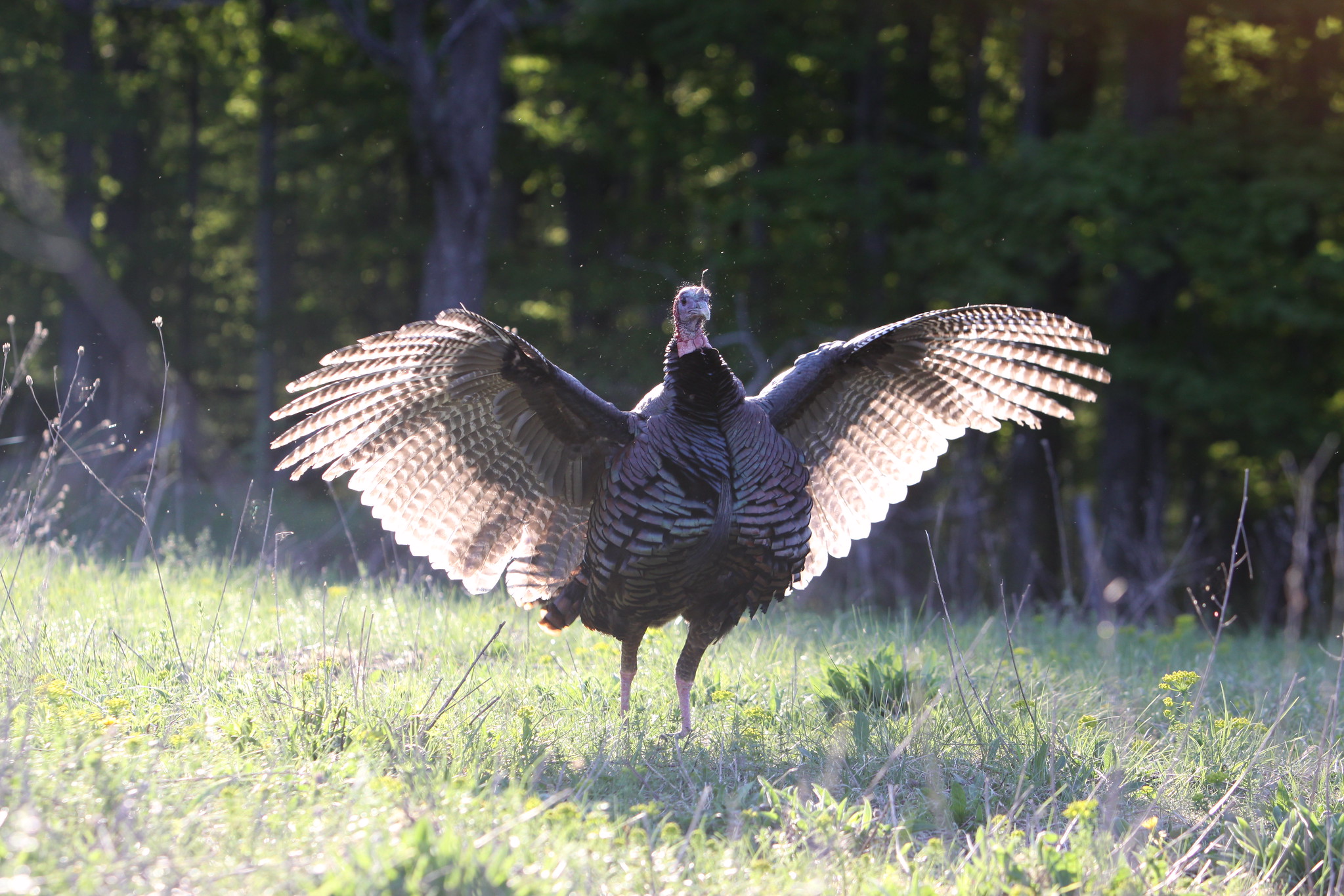 Turkey Call All Access Ep. 52 — Conservation Week Update - The National ...
