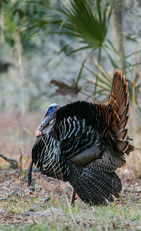 South Carolina State - The National Wild Turkey Federation