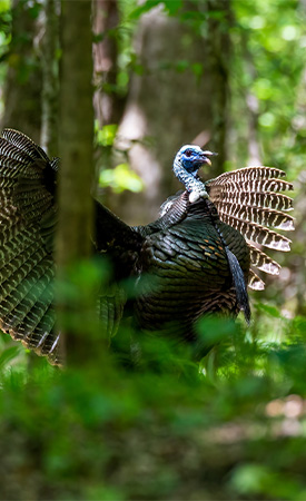 NWTF Missouri Commits $240K to Mission Delivery in 2024 - The National ...